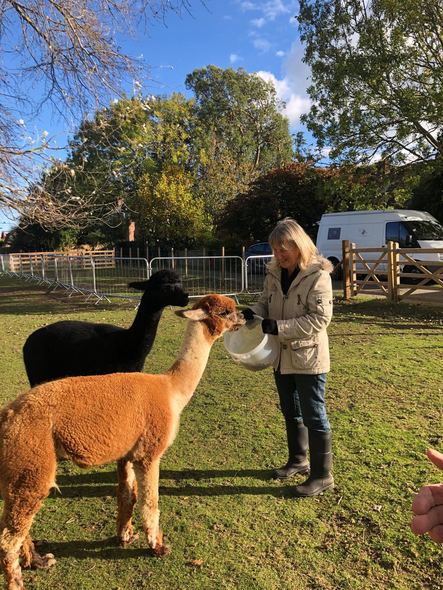 Meet The 5 Alpacas On Hayling Island - The Directory Group